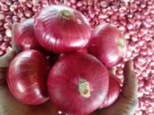 Red Onion – MG International Export